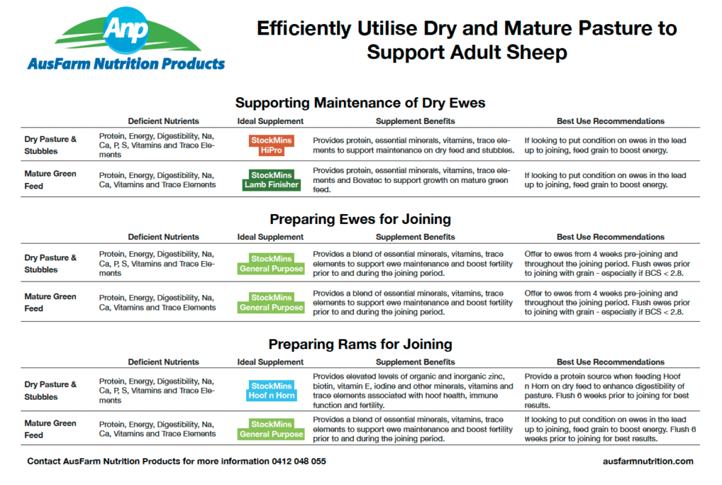 New Guide to Sheep Grazing Supplements | Ausfarm Nutrition Products