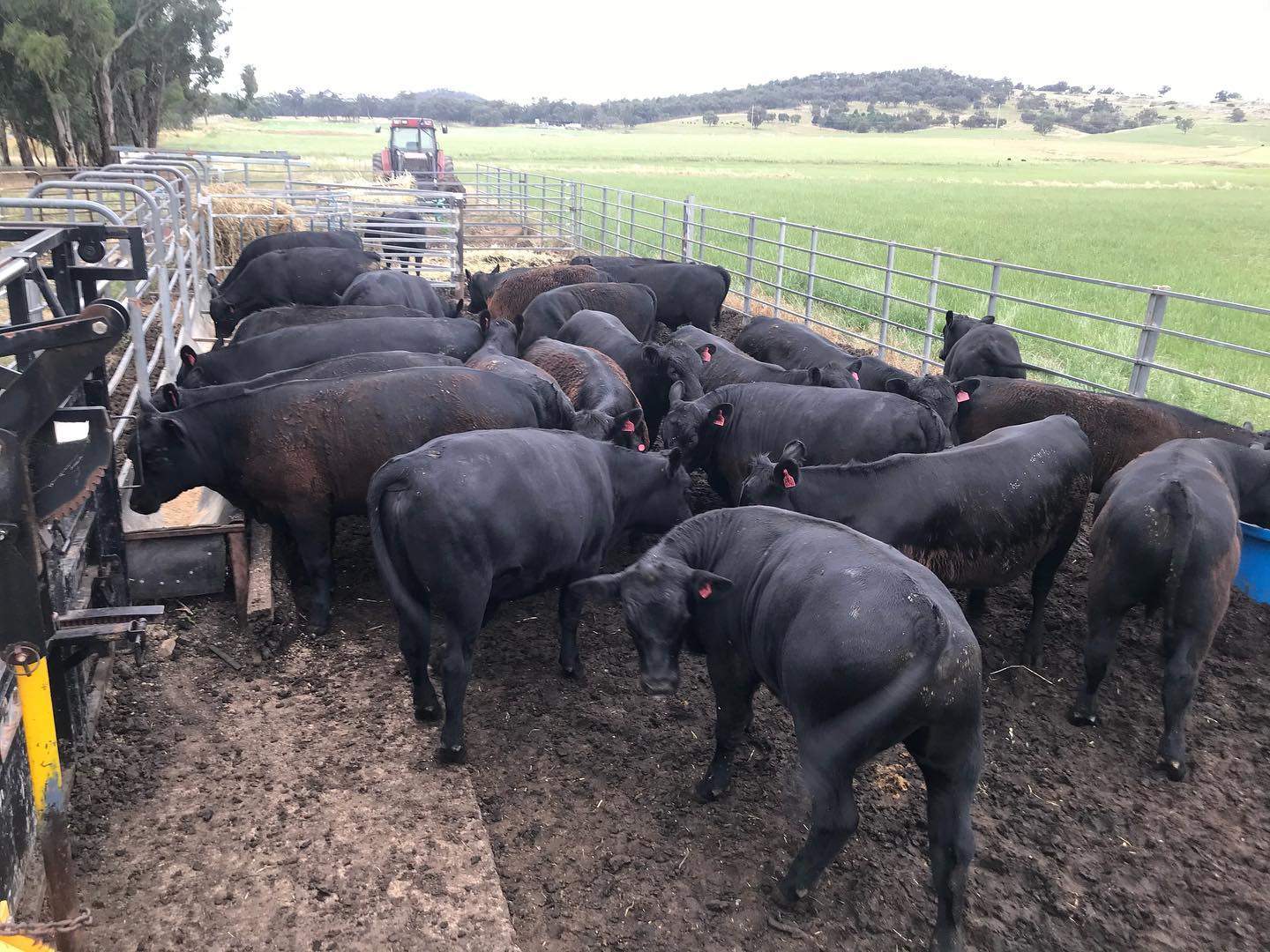 Weaning | Ausfarm Nutrition Products