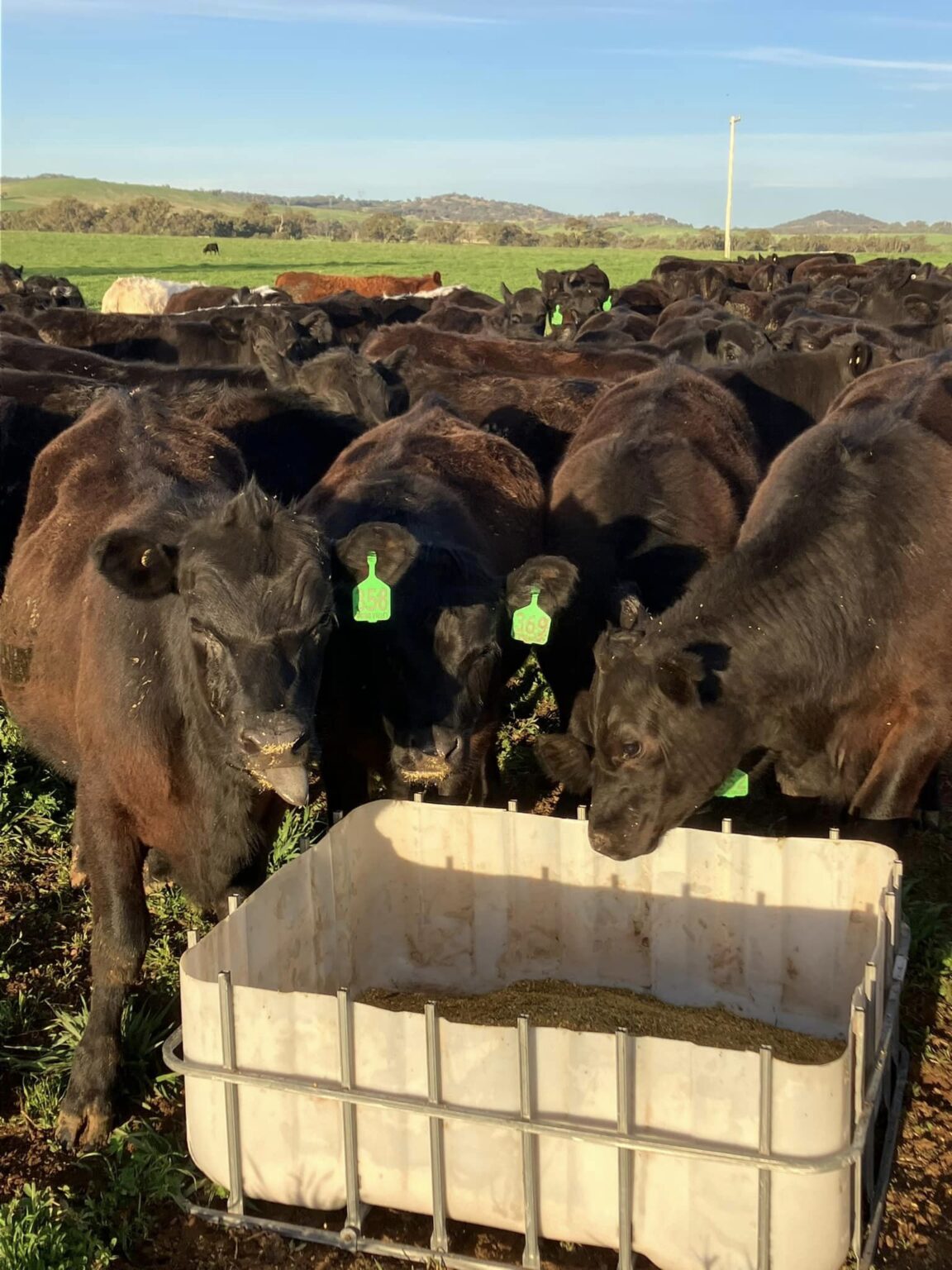 Livestock Nutrition Solutions | Ausfarm Nutrition Products