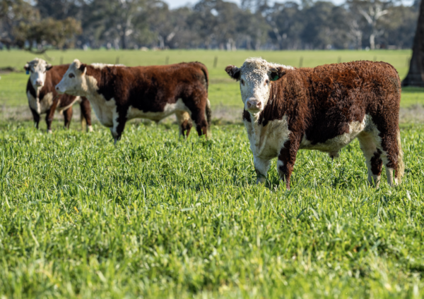 Livestock Nutrition Solutions | Ausfarm Nutrition Products