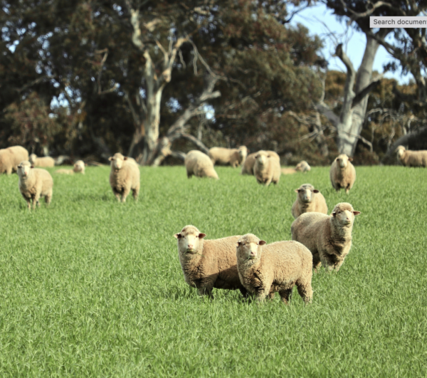 Livestock Nutrition Solutions | Ausfarm Nutrition Products