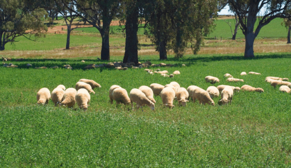 Livestock Nutrition Solutions | Ausfarm Nutrition Products