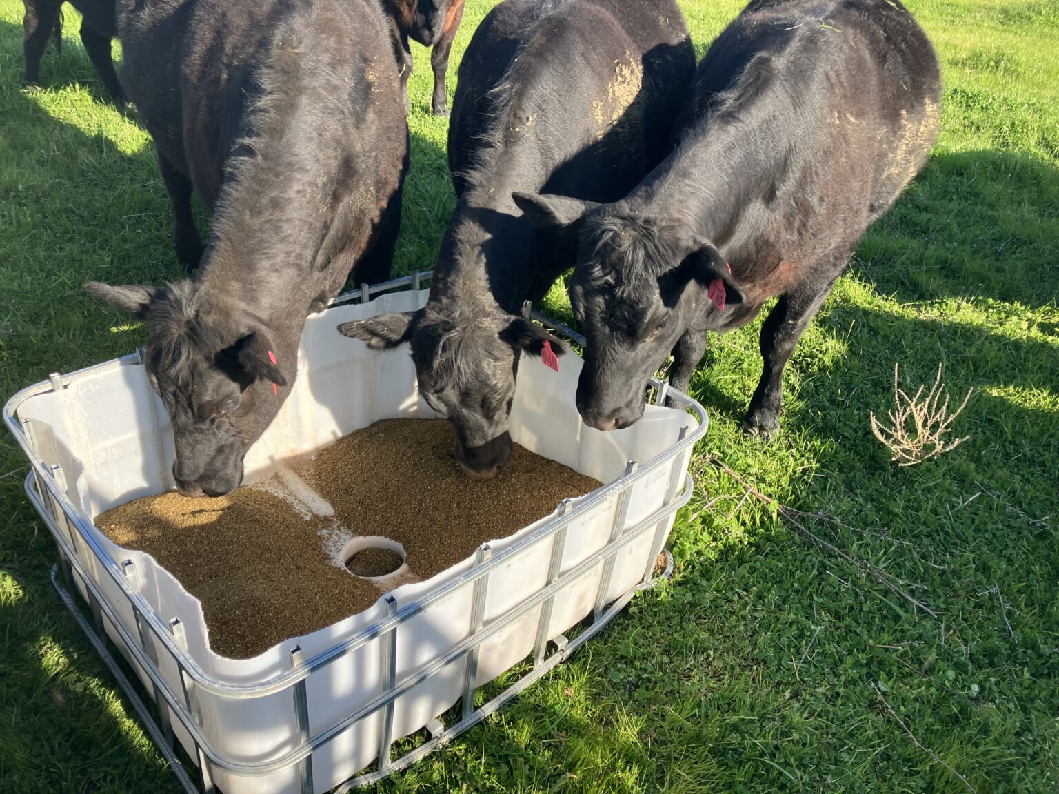 Livestock Nutrition Solutions | Ausfarm Nutrition Products