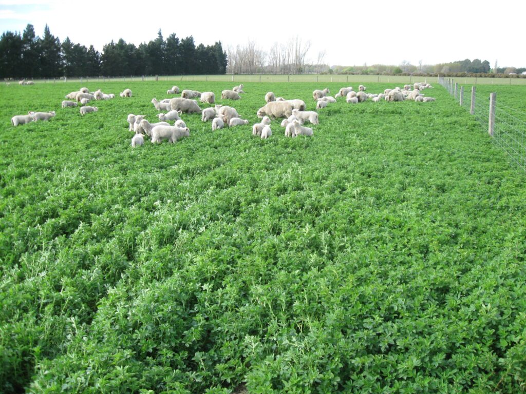 Grain Assist on Lucerne for Rapid Liveweight Gain | Ausfarm Nutrition ...